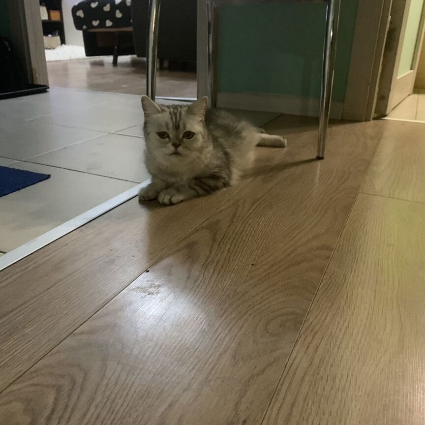 Шотландская кошка вязка