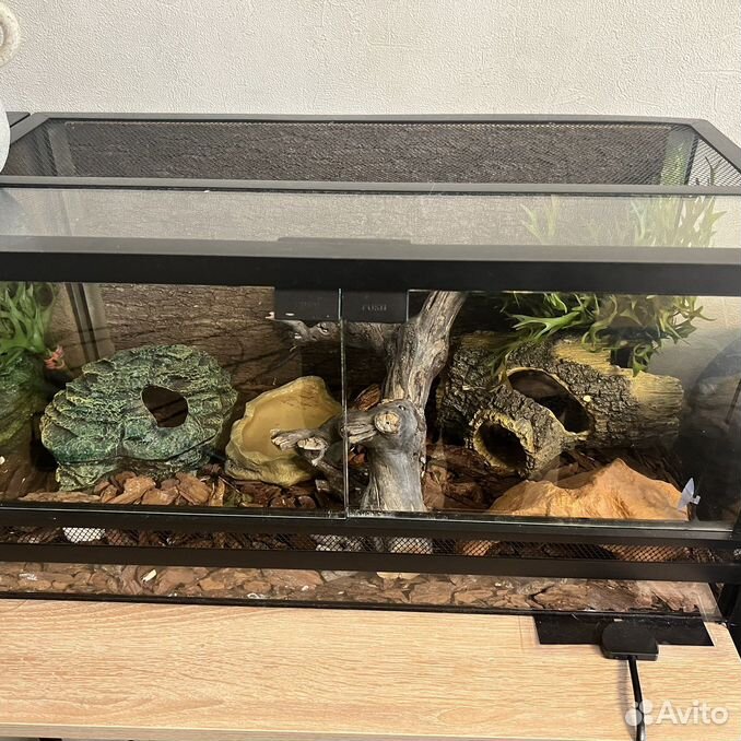 Гемитеконикс/террариум