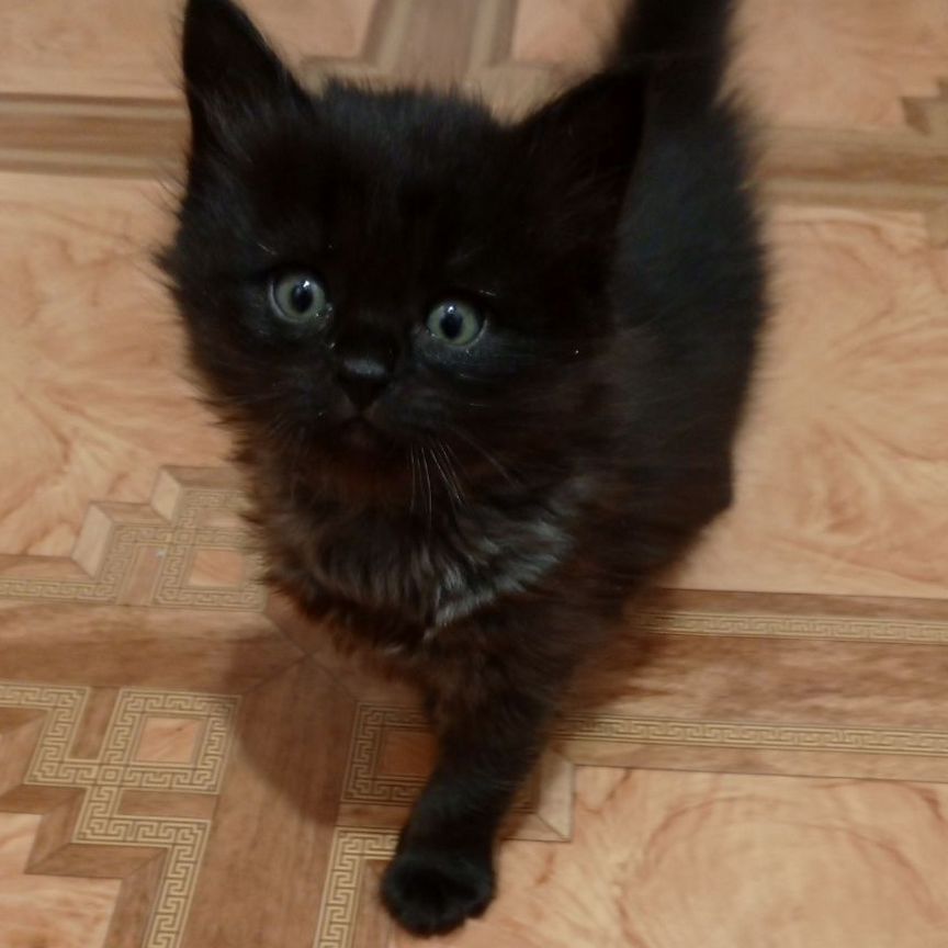 Персидский котёнок