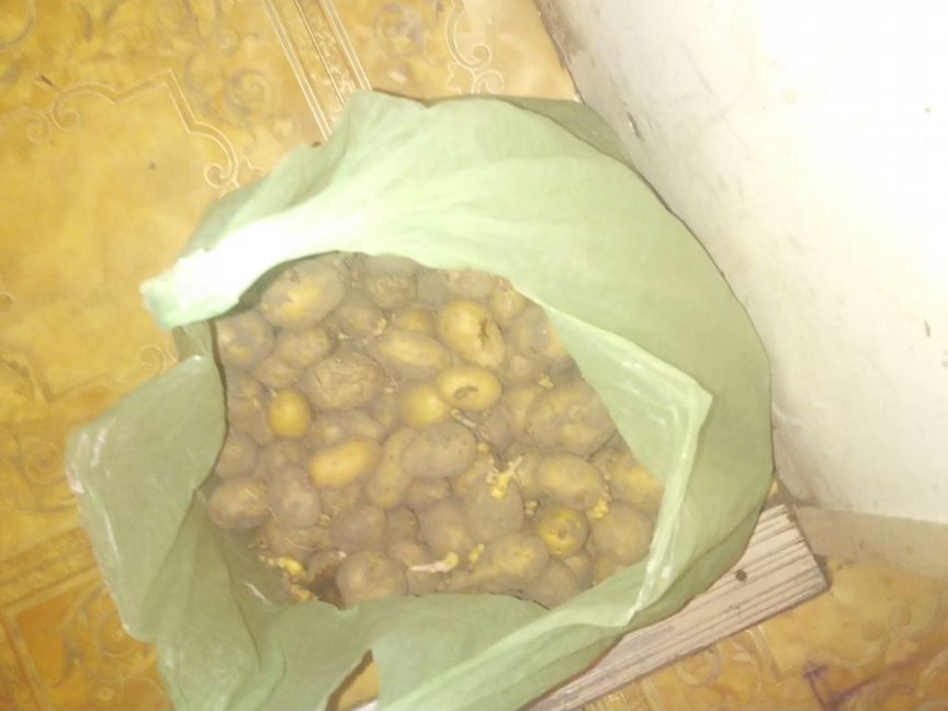 Картофель для животных