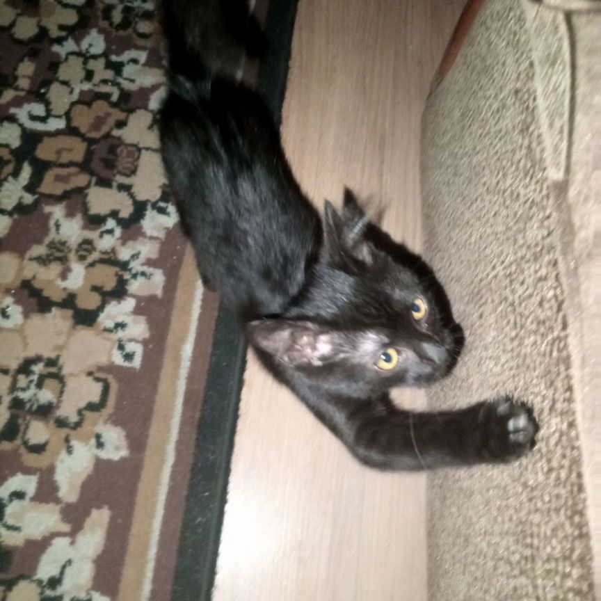 Котик в добрые руки