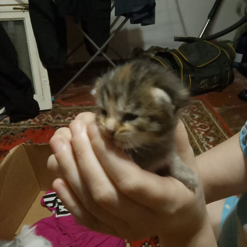 Котята в добрые руки бесплатно девочка