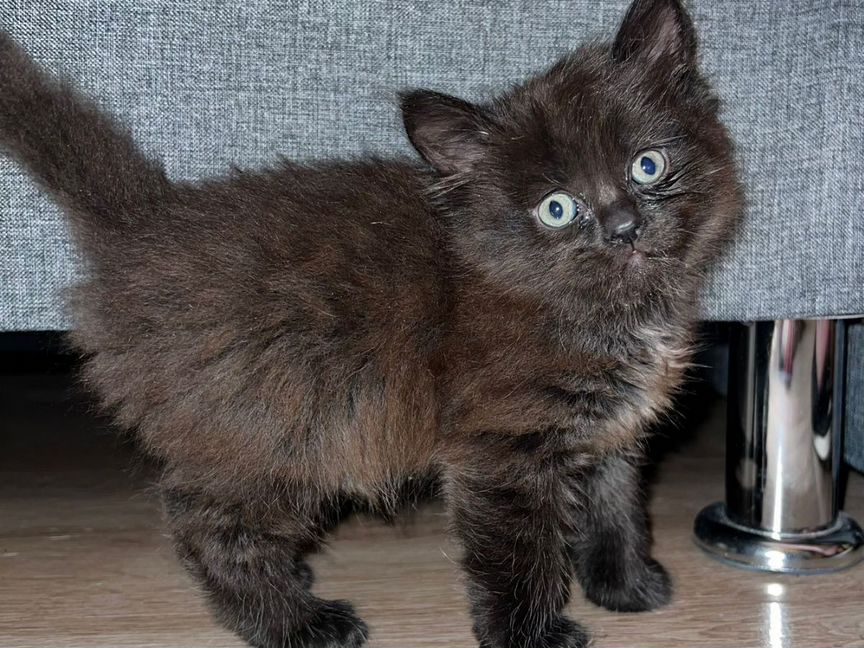 Кошка