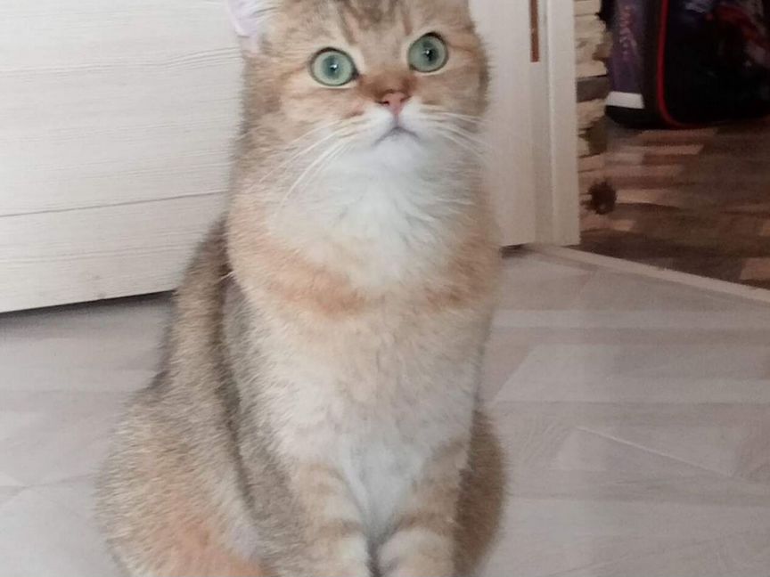 Кот(шотландская золотистая тикированая шиншилла)
