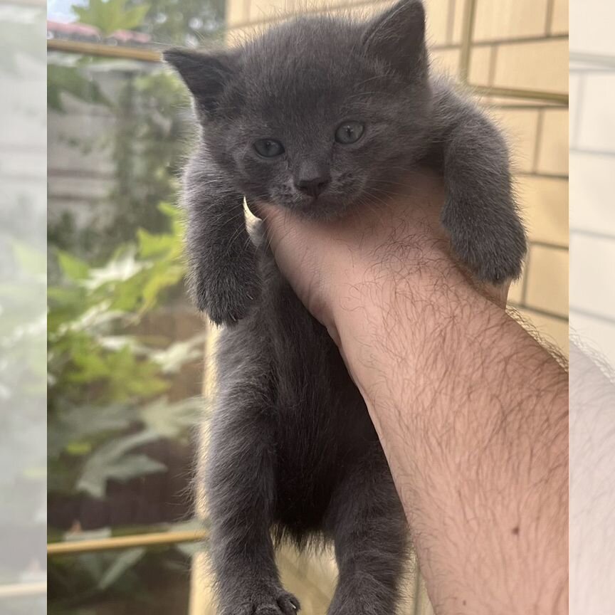 Британские котята