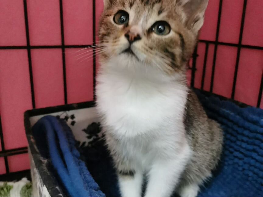 Нежнейший котёнок Тоша ищет дом
