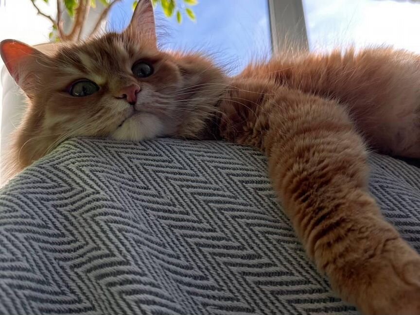 Кошка в дар бесплатно