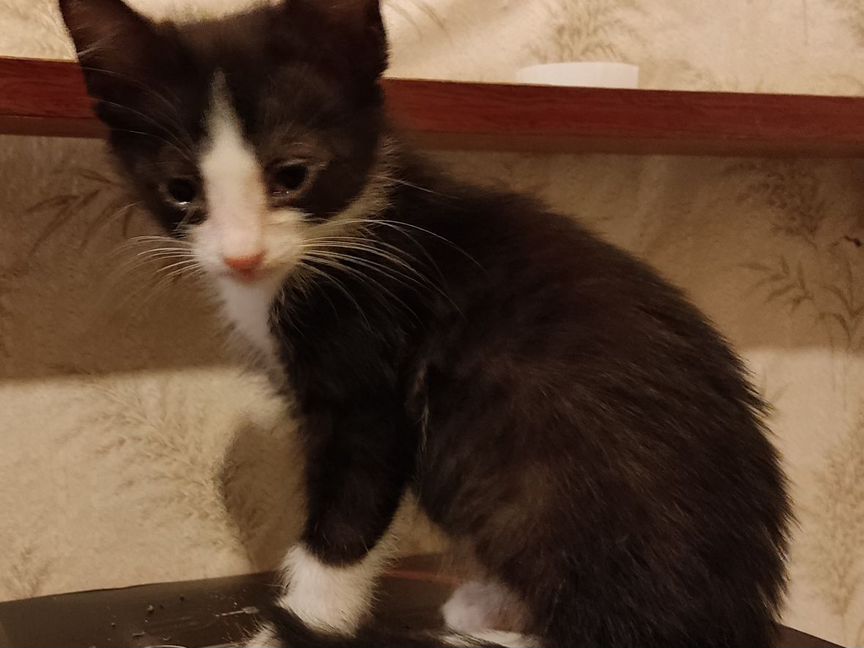 Очаровательный маленький котик, в заботливые руки