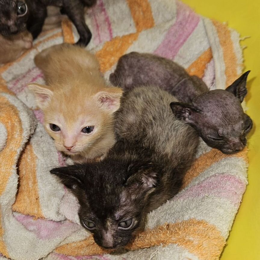 Канадский сфинкс котёнок