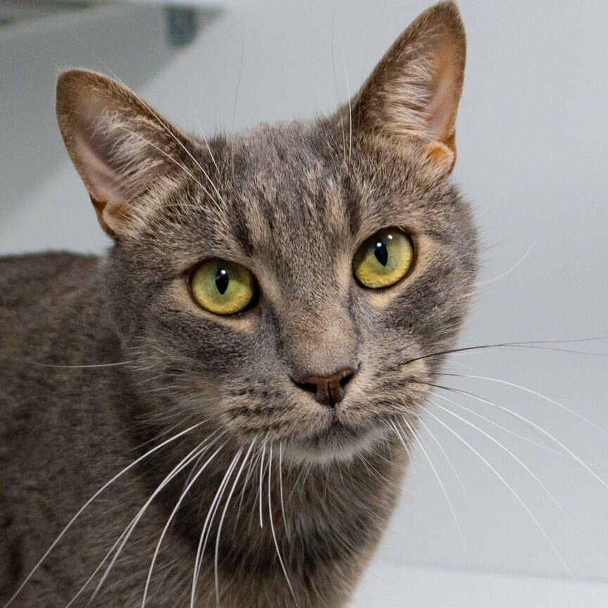 Взрослый кот в добрые руки