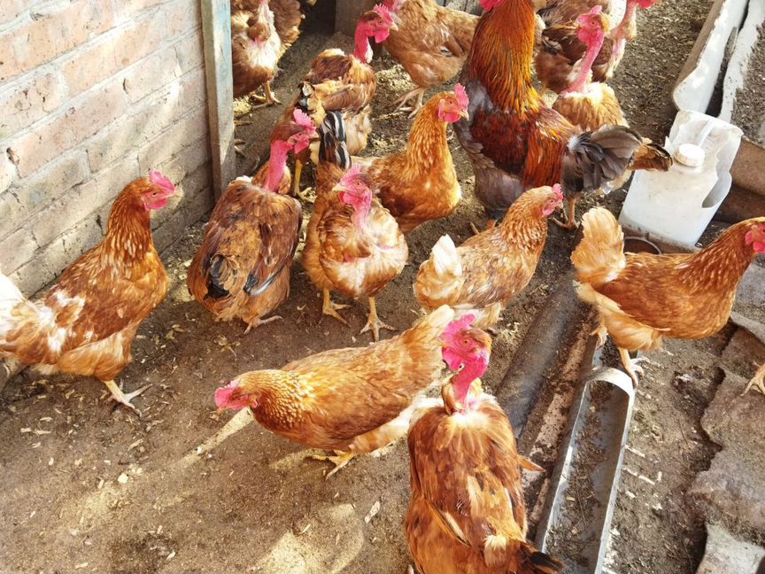 Куры несушки