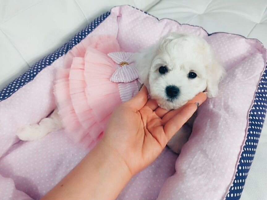 Бишон фризе девочка mini