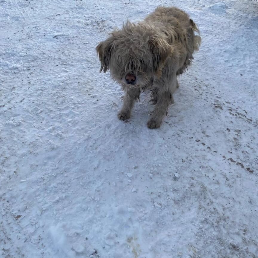 Собачка болоночка ищет дом