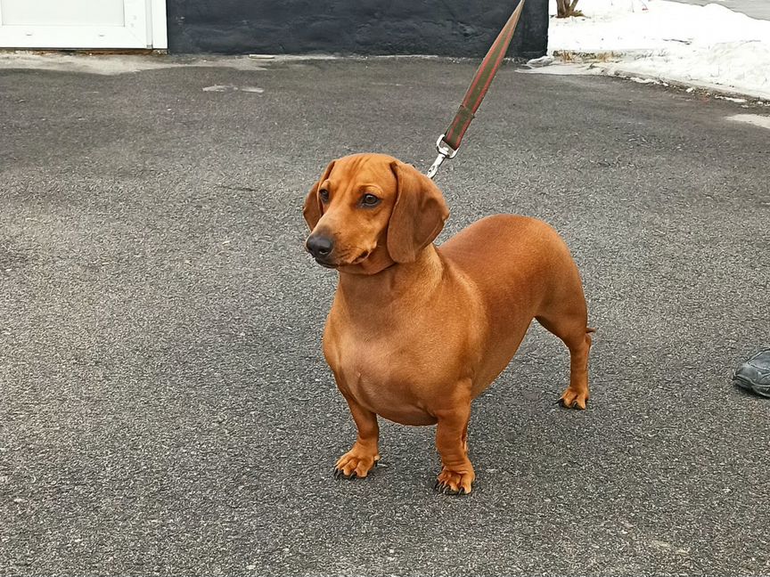 Такса в добрые руки