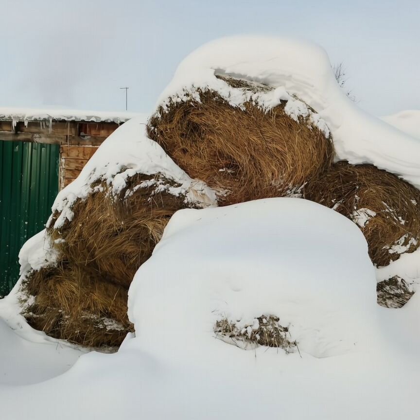 Продам сено в рулонах