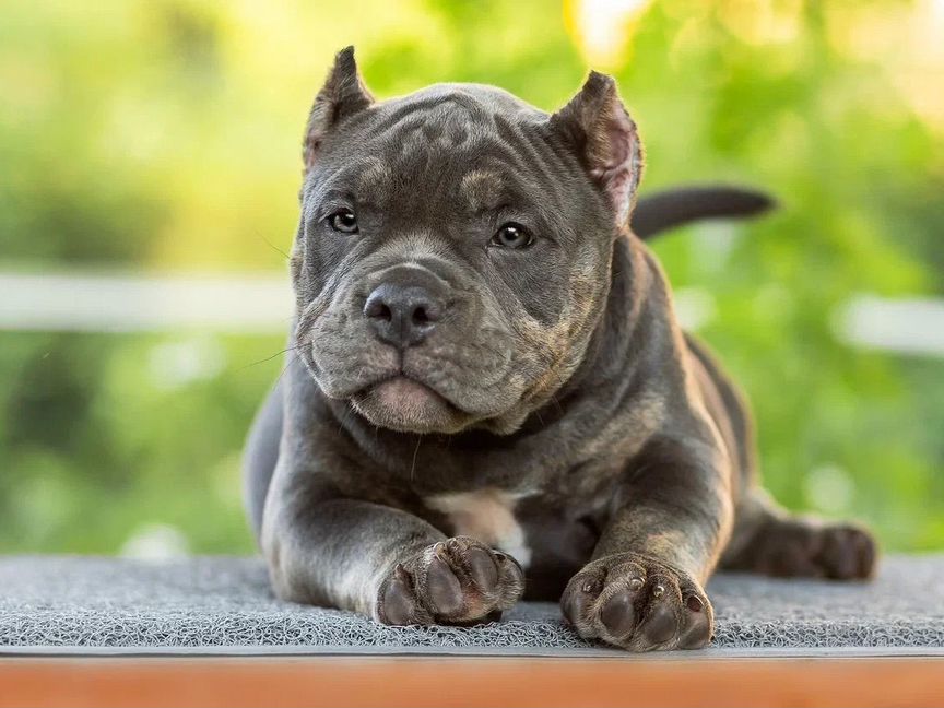 Американский булли щенки