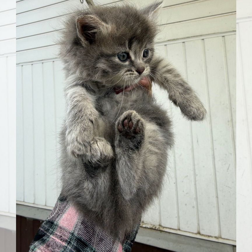 Котёнок в добрые руки