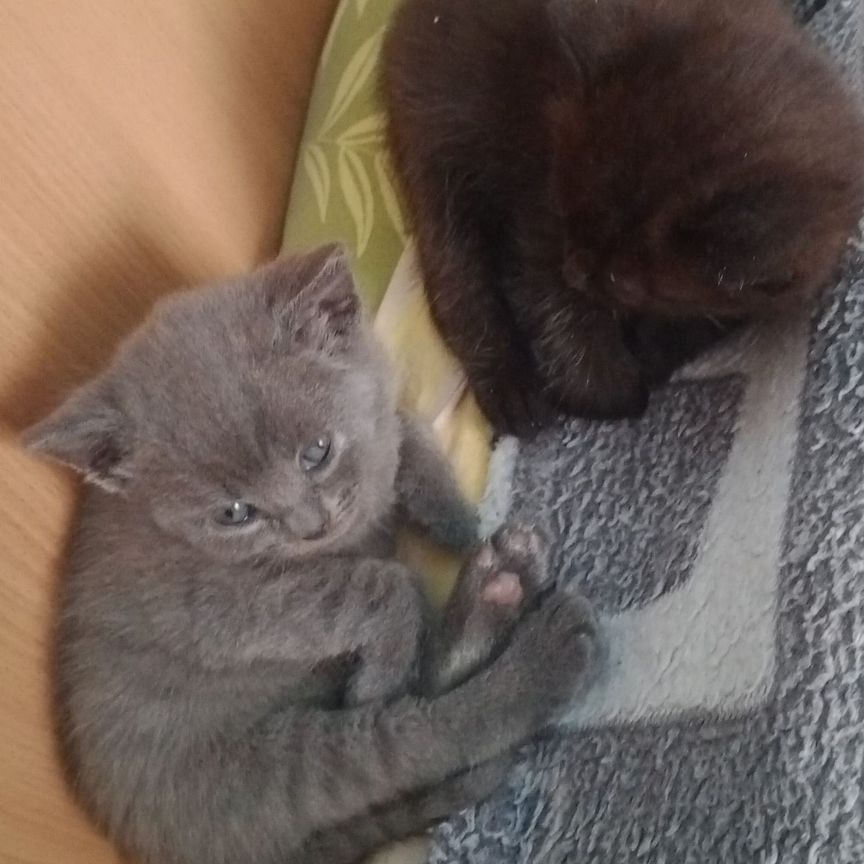 Шотландский вислоухий короткошёрстный котёнок