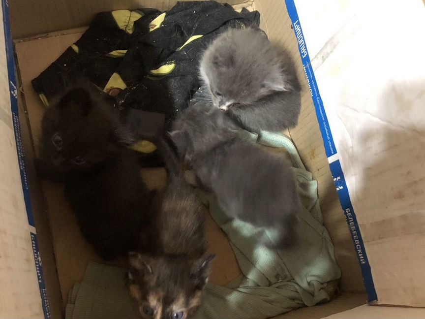 Котята в дар