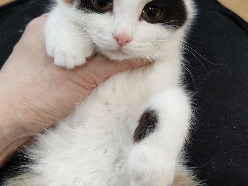 Кошка в дар