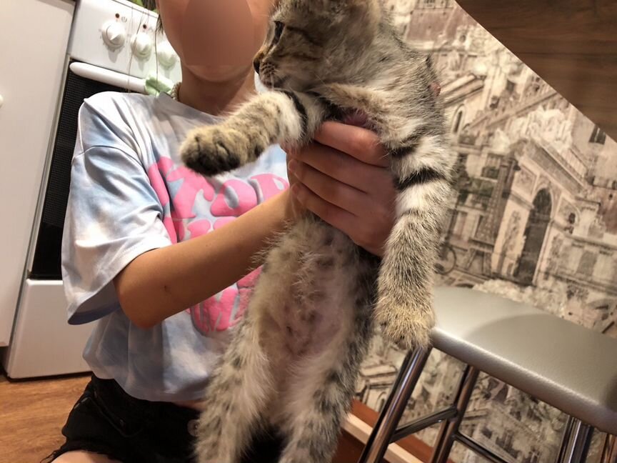 Котенок девочка 1 месяц отдаю в добрые руки даром