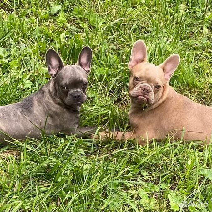 Пенелопа и Космос французские бульдожки