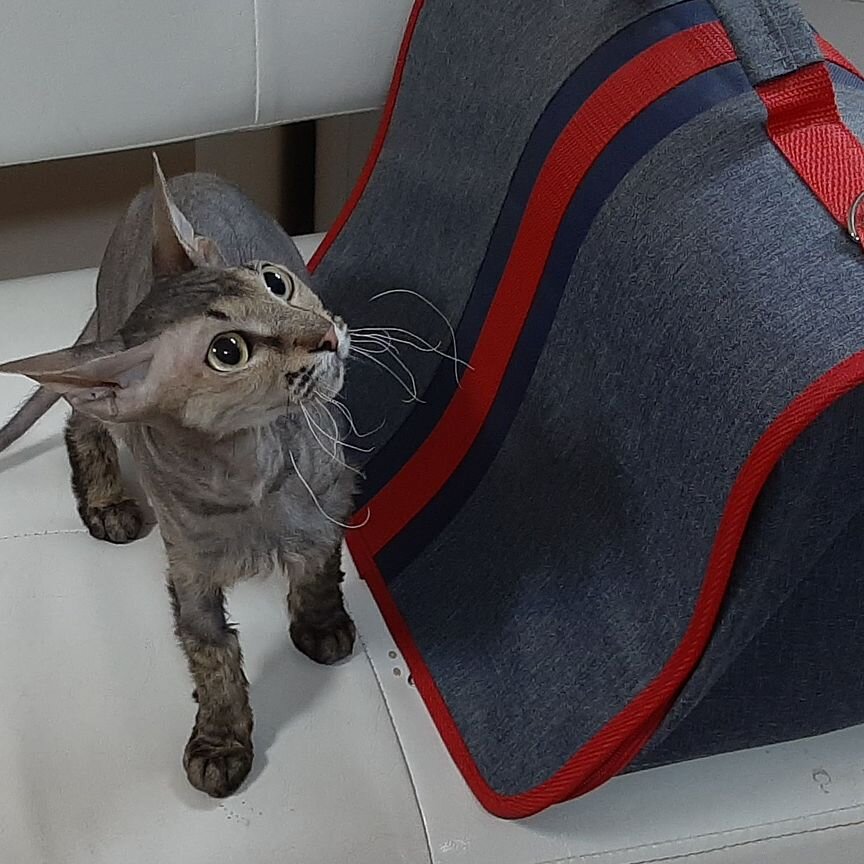 Кошечка сфинкс, 1 год