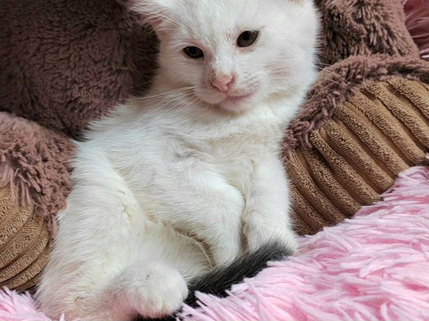 Котята в добрые руки бесплатно мальчик