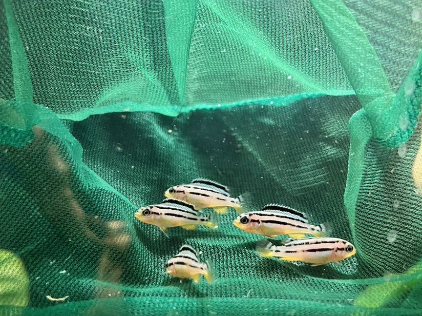 Мальки ауратус