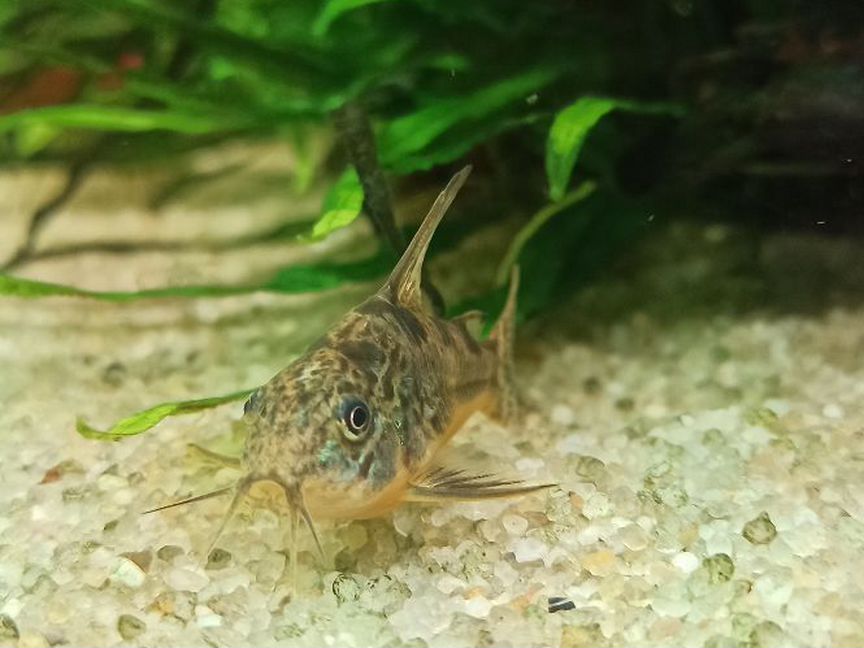 Коридорасы, водорослеед и растения