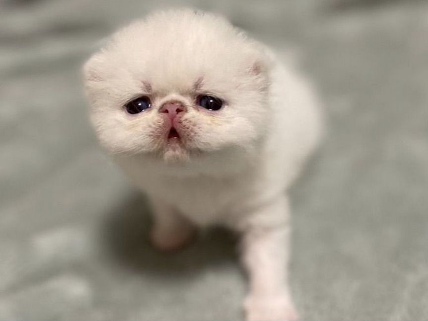 Коята перс-экзот