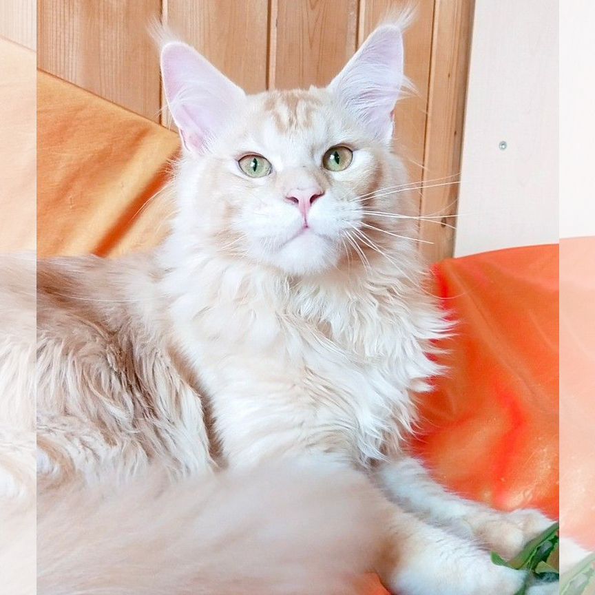 Мейн-кун котёнок