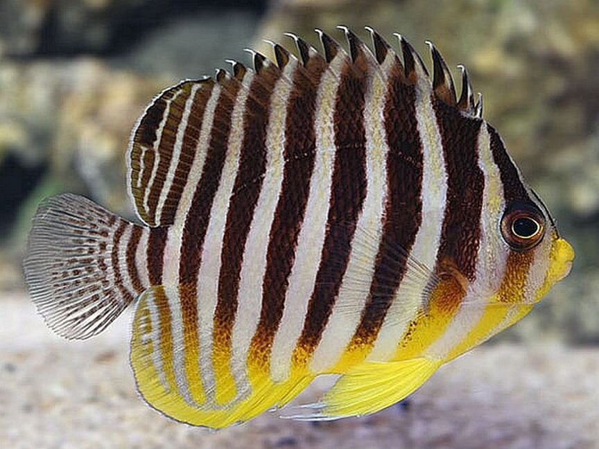 Центропиг многополосый