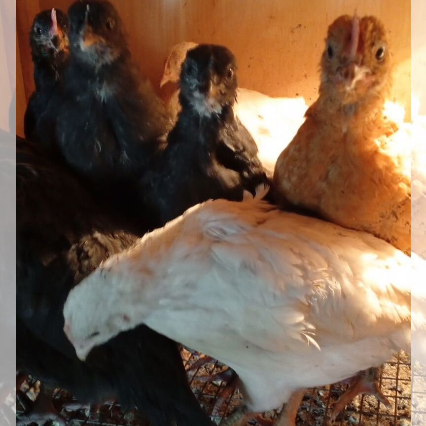 Курочки несушки