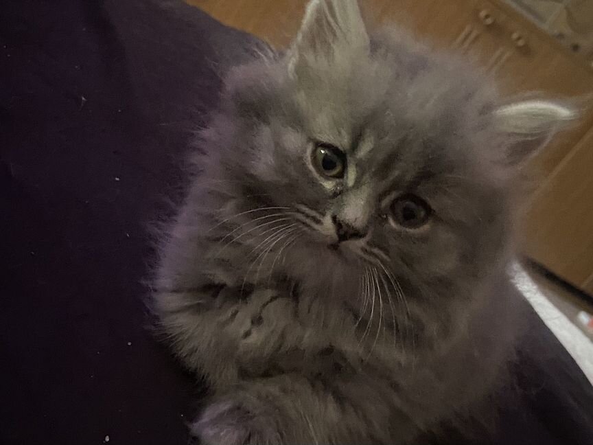 Британские котята
