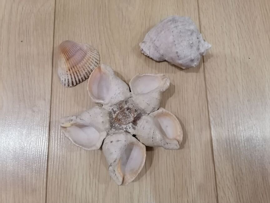 Ракушки и камни в интерьер, аквариум