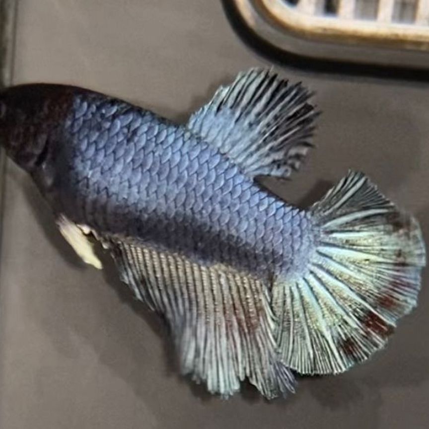 Рыба курочка (самочка петушка)