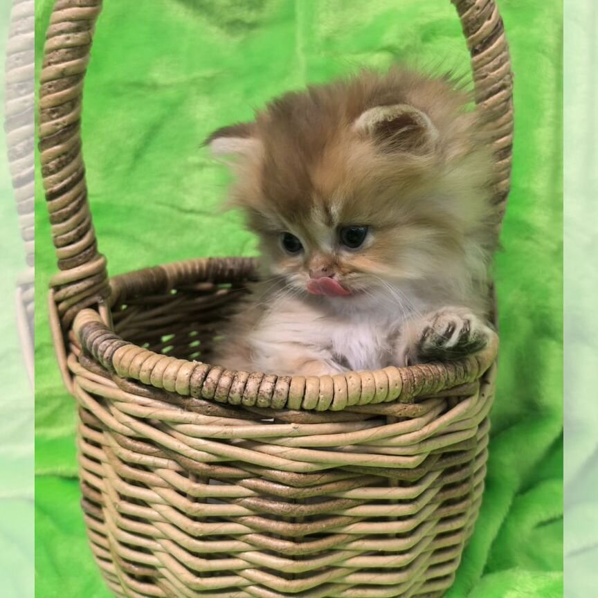 Шотландские котята золотые малыши