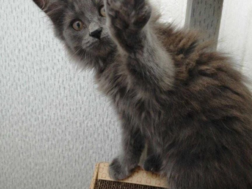 Котята нибелунги редкая порода