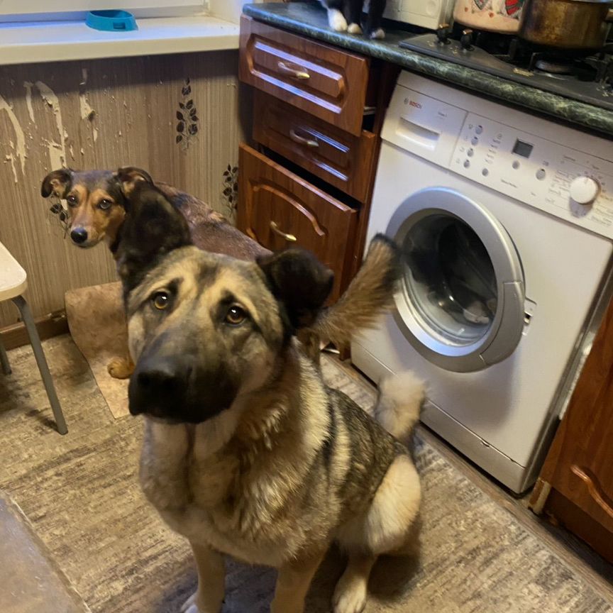 Собаке нужен дом