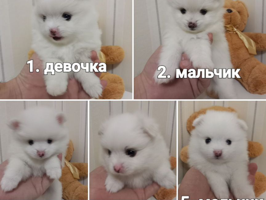 Щенки шпица