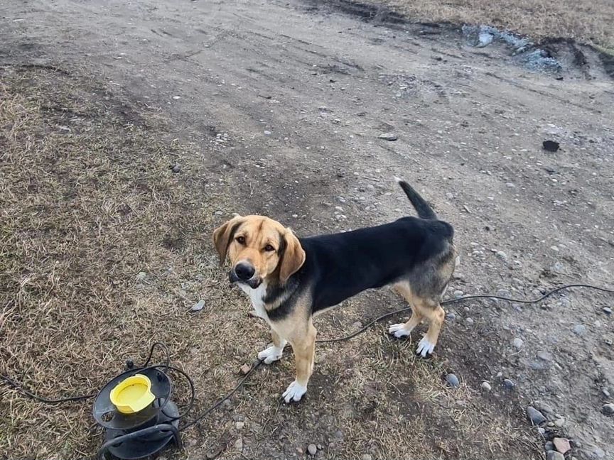 Бигль в Добрые руки