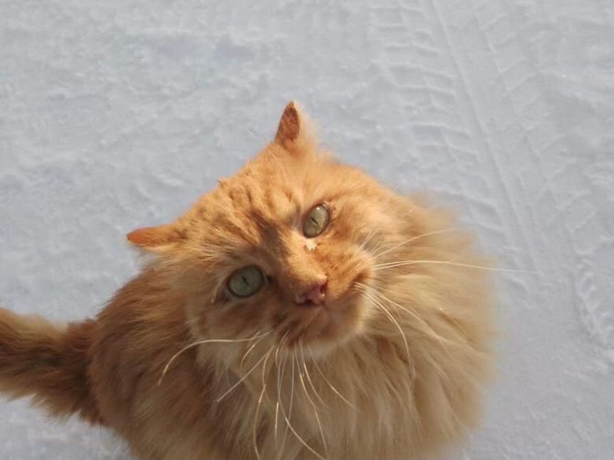 Рыжий кот в ждёт хозяина