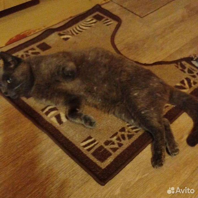 Трехлапый кот на улице