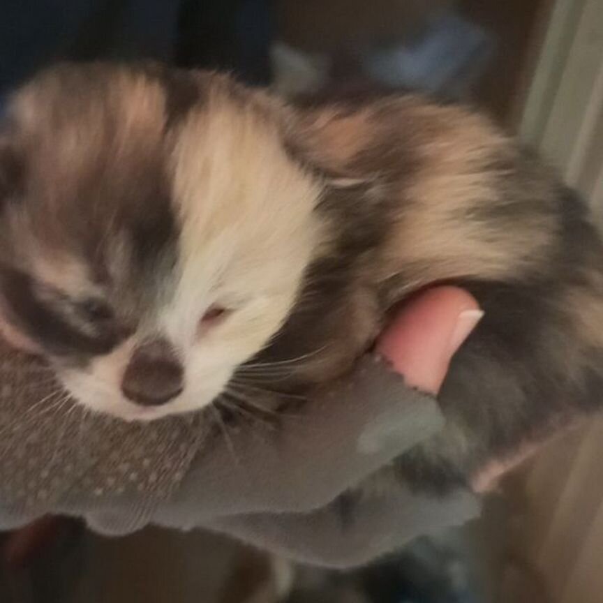 Котята