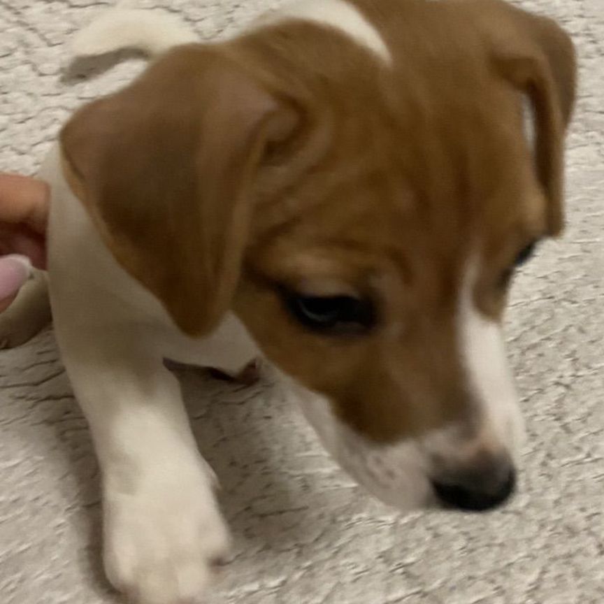 Джек-рассел-терьер, щенок