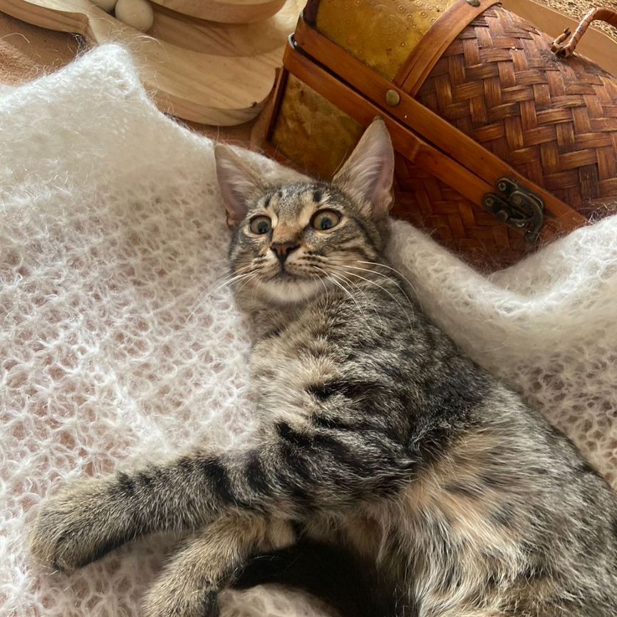 Котенок мальчик