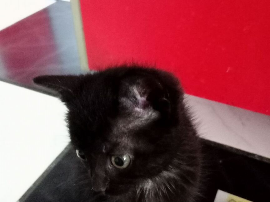 Кошка