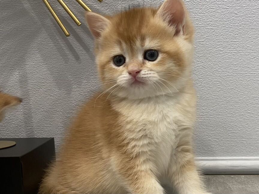 Золотая шиншилла ny 12 девочка