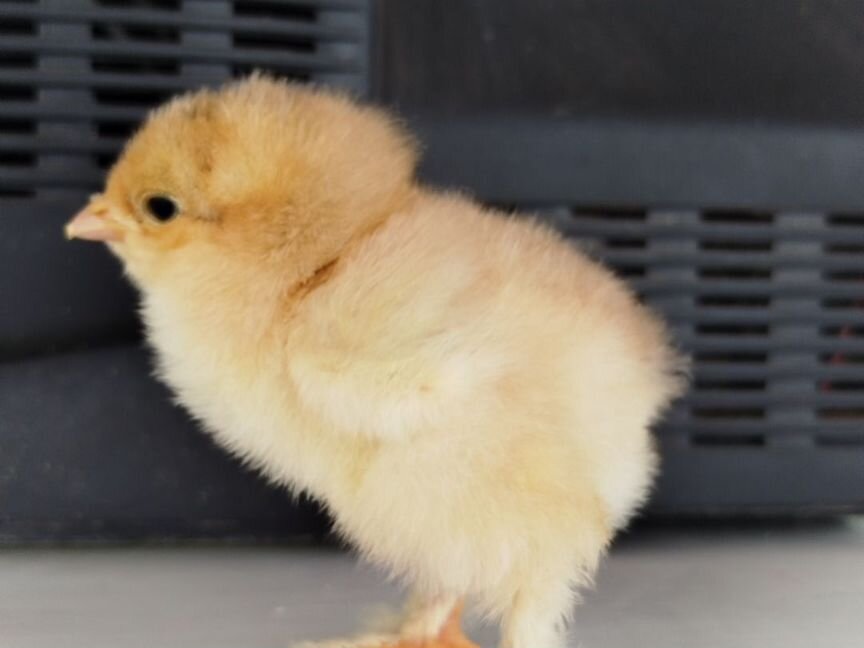 Цыплята суточные Брама палевые